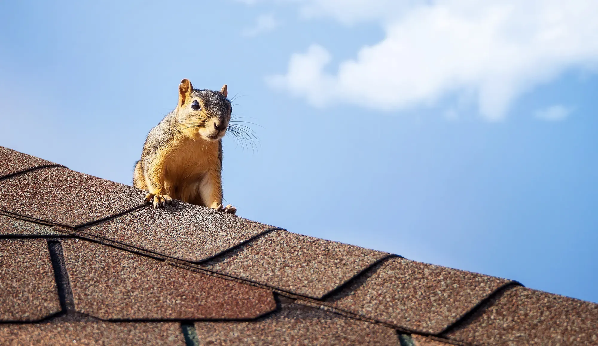 How to Prevent Squirrel Damage to Your Roof and Siding